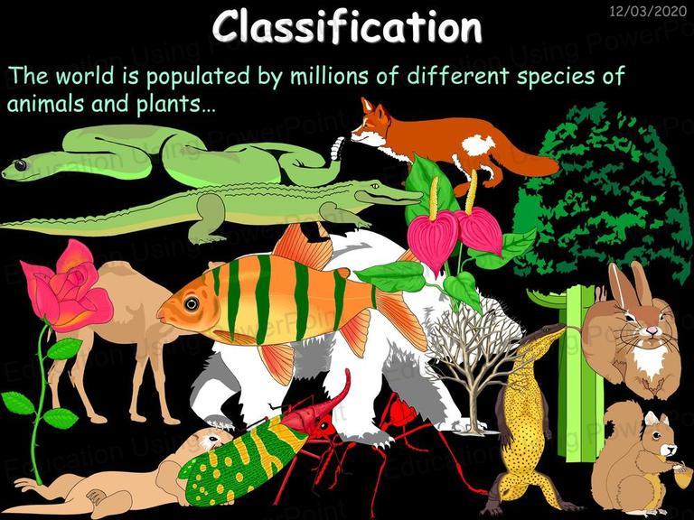 7D Variation and Classification | Education Using Powerpoint