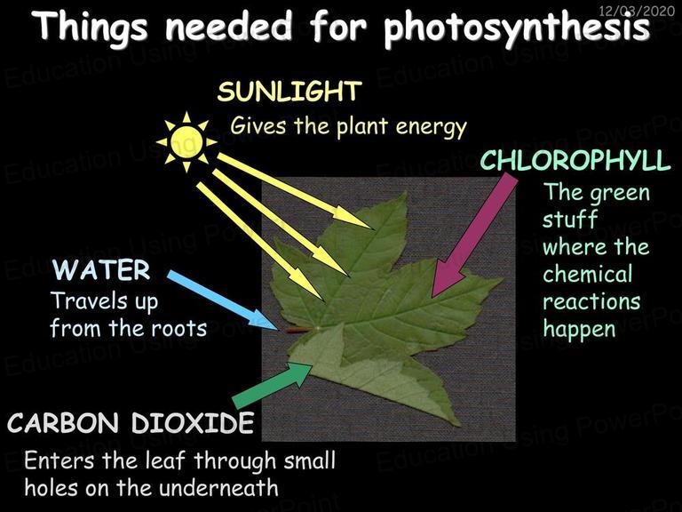 9C Plants and Photosynthesis | Education Using Powerpoint